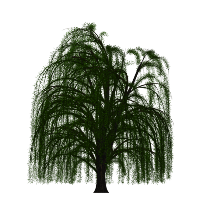 Treurwilg soorten: welke zijn er? - Snoeien.info